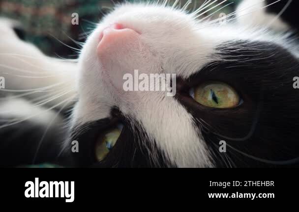 Muzzle of a black and white cat close-up. Feline pink nose, white ...