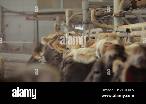 Automatic milking of cows. The process of milking cows on a dairy farm ...