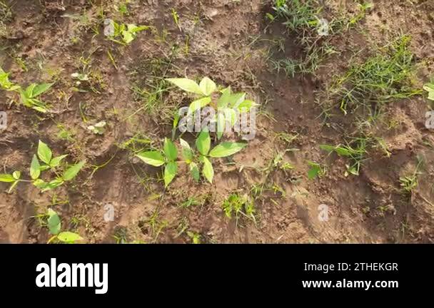 Vigna mungo plant growing in field. Its other names black gram,urad ...