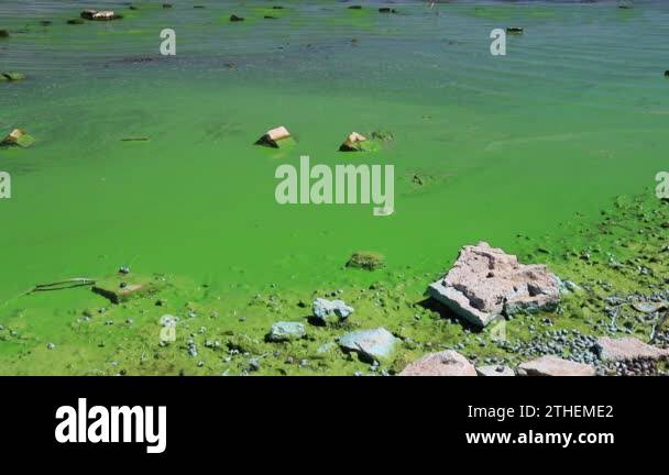 Water covered with green algae. River green algae bloom background ...