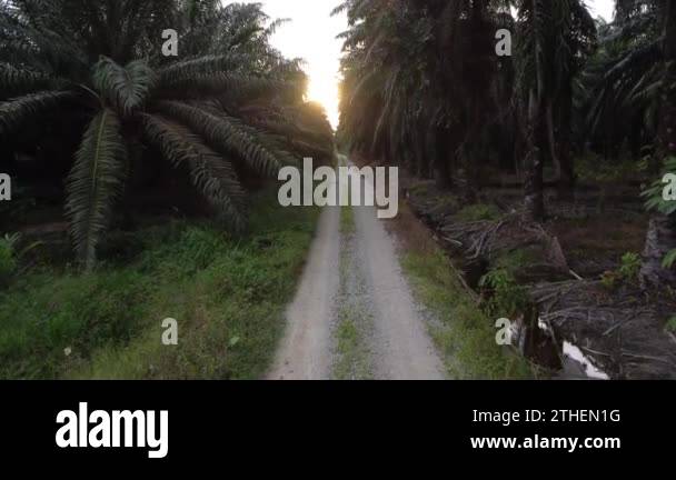 footage of the drone hovering along the rural pathway at the oil palm plantation Stock Video ...