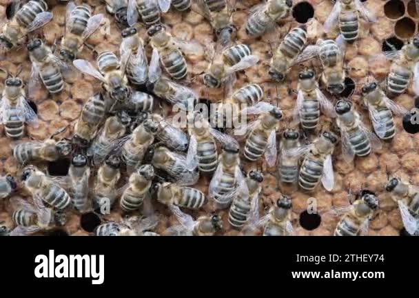 Honey Bee Brood. Brood care. The Birth of a Bee. Worker bee emerging ...