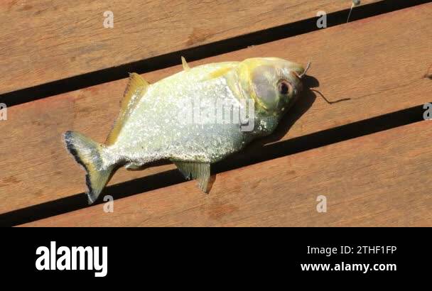 Fish out of Stock Videos & Footage - HD and 4K Video Clips - Alamy