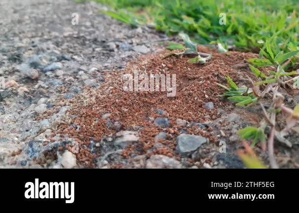 Colony of ants. Ants are making their home and Digging the soil from ...