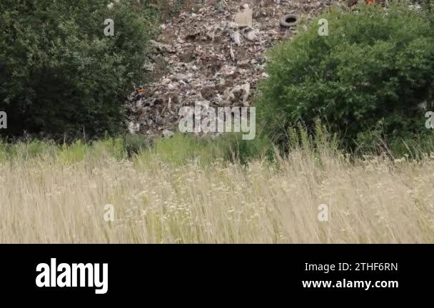 Dumping of garbage from food, trash dumps, garbage dump piles or ...