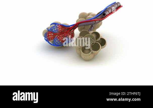 Alveoli in lung Stock Videos & Footage - HD and 4K Video Clips - Alamy