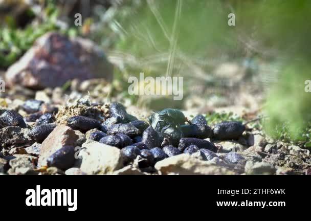 Footage shows scarab beetles wandering around animal droppings in ...