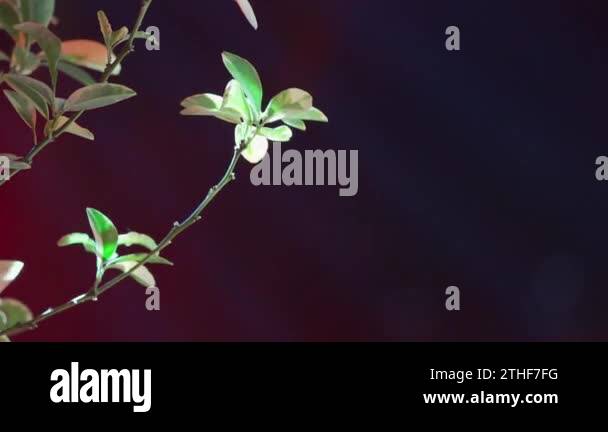 close up to the Leaf of tree in Pub bar nightclub party environment ...