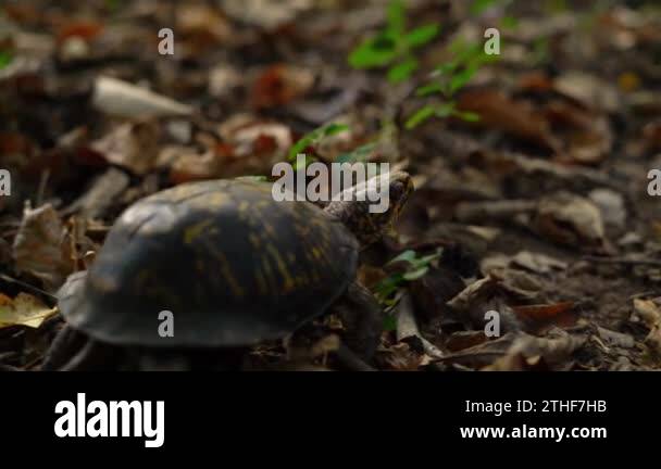 Turtle forest Stock Videos & Footage - HD and 4K Video Clips - Alamy