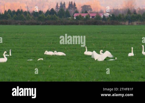 Two Trumpeter Swans in a small flock rise up and flap their wings while ...
