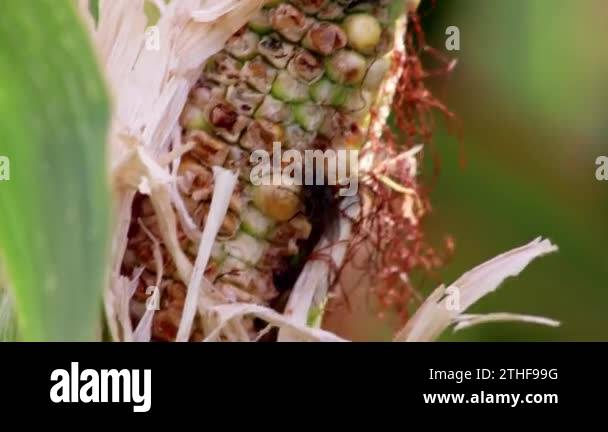 Dry corn field in drought period and extreme heat period shows global ...