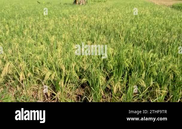 Rice plants in rice fields that are quite old but still green and not ...