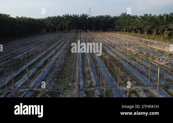 bamboo poles tied with fine metal wire string for creeping vine plant ...