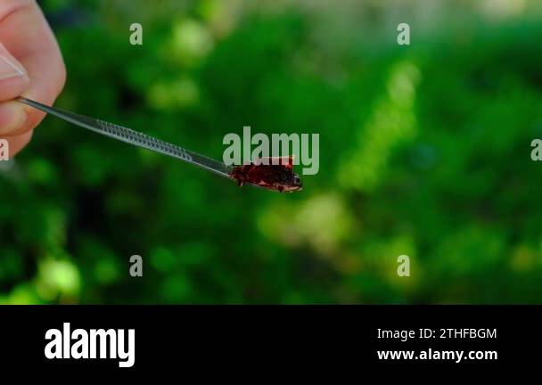 Smear dab Stock Videos & Footage - HD and 4K Video Clips - Alamy