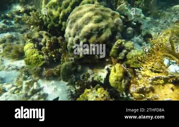 Underwater filming, small fish, weird yellow strange coral reefs ...