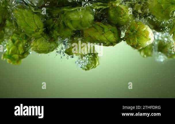 Super slow motion of falling fresh hops cones into water. Isolated on ...