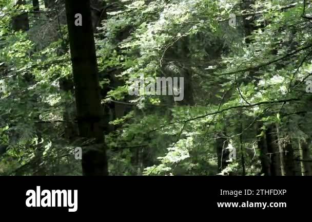Abies alba tree Stock Videos & Footage - HD and 4K Video Clips - Alamy