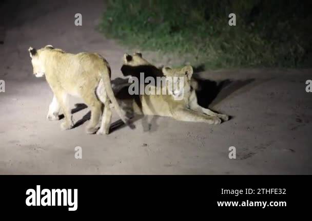 Family of lions living the wildlife of the African savannah. These ...