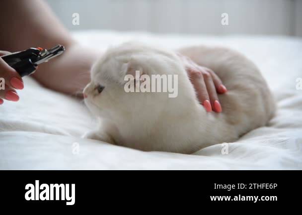 Woman claws Stock Videos & Footage - HD and 4K Video Clips - Alamy