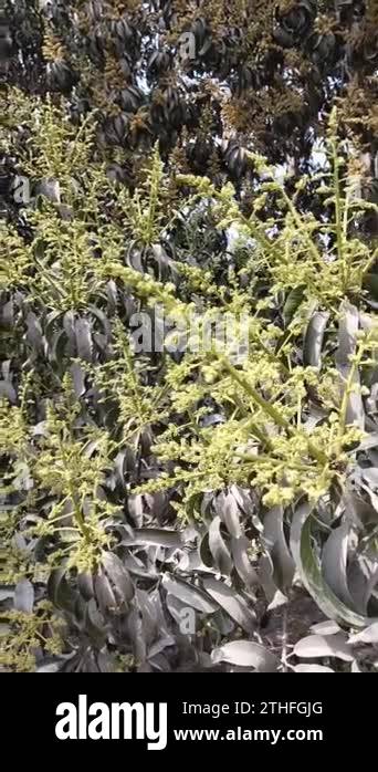 Mango tree inflorescence flowering mangoes fruit plant blossom blooming ...