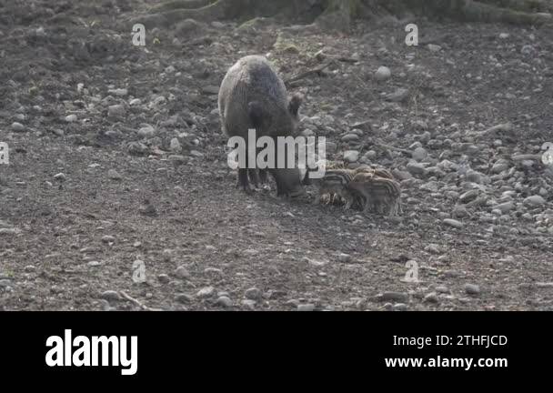 Female wild boar with her brood of children in wild. Mother and young ...