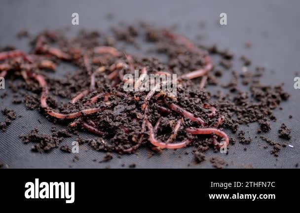 Close up Crawling Red Earthworms in Black Soil Isolated on Black ...