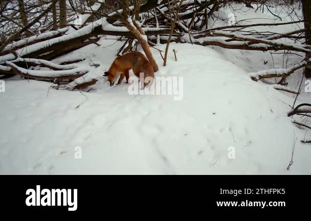 Badger cave Stock Videos & Footage - HD and 4K Video Clips - Alamy
