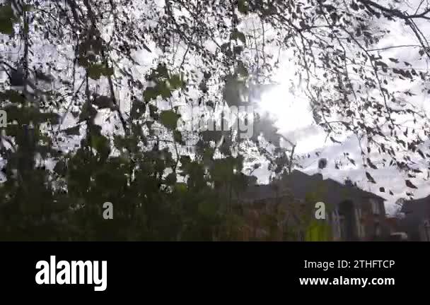 Tree In Black Light In Front Of Sun And Red Brick House - Slide - Left ...