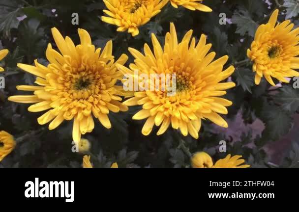 Composite family of flowering plants Stock Videos & Footage - HD and 4K ...