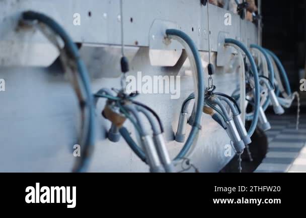 Automatic cow milking device after producing milk in technological ...