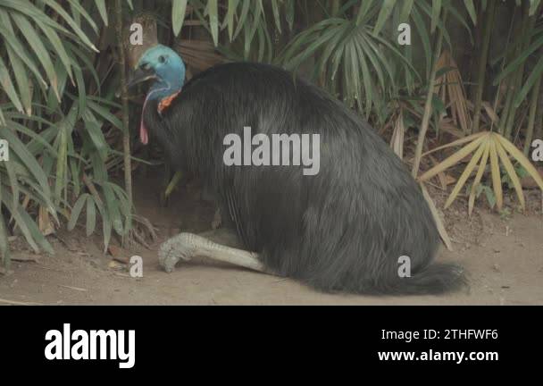 Cassowary Musuk Kasuari ratite flightless world's most dangerous bird ...