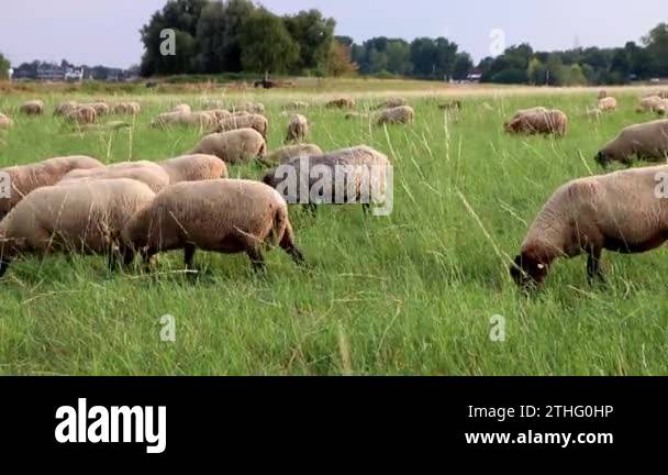 Grazing sheep in organic pasture farming with relaxed sheep herd in ...