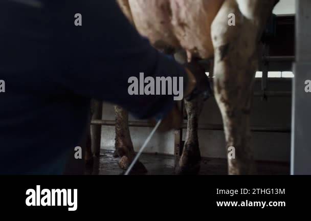 Unknown farmer milking cow on technological ranch with modern equipment ...
