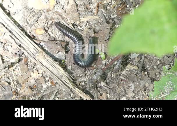 Scary invertebrates Stock Videos & Footage - HD and 4K Video Clips - Alamy