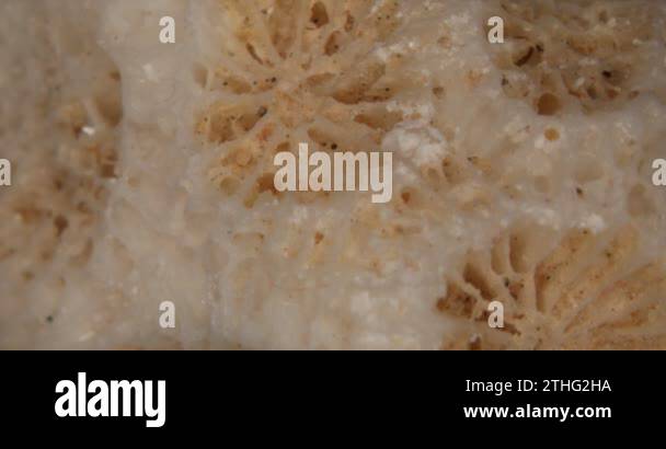 Reef fossils Stock Videos & Footage - HD and 4K Video Clips - Alamy