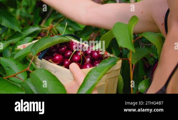 Cherry trees in orchard Stock Videos & Footage - HD and 4K Video Clips ...