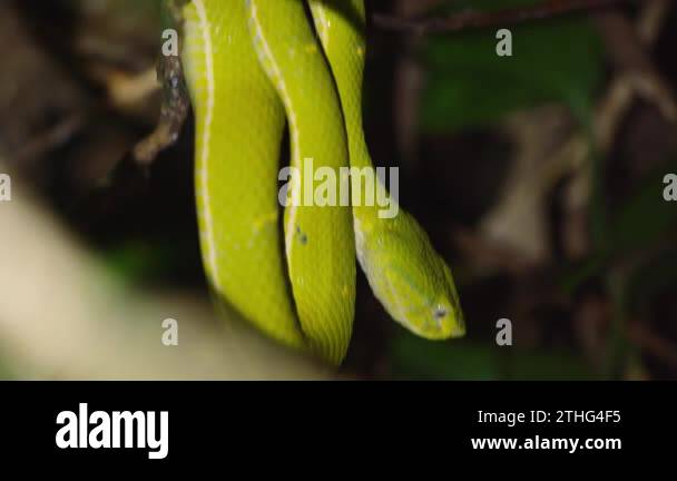 Green viper species it by flashlight. Side striped palm pitviper ...