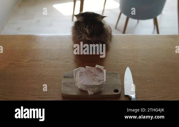 The cat put its paws on the table like a human hand, it looks very ...