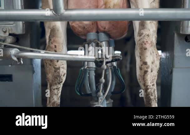 Automated cow milking carousel producing dairy product in technological ...