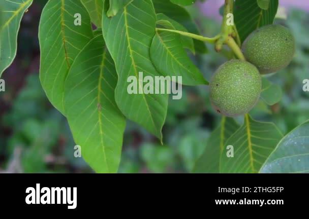 Ripe walnut hanging on tree Stock Videos & Footage - HD and 4K Video ...