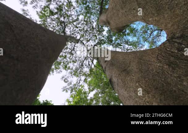 The big tree and wind blows on a nature background in worm's eye view ...
