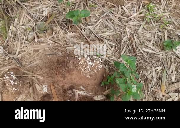 Wild mushroom on the Snake Anthill. snake burrow or snake house made by ...
