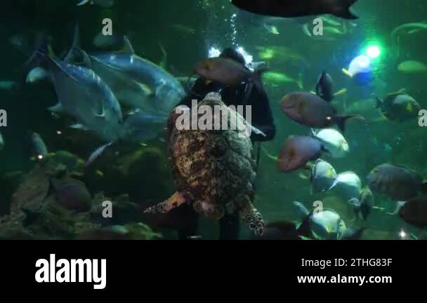 Jakarta, January 28, 2023: Diving and Feeding Sea Turtles and Fish in a ...