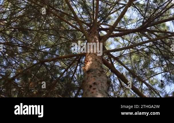 Bottom view trunk tall Stock Videos & Footage - HD and 4K Video Clips ...