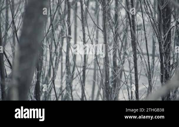 Burnt pine trees after wildfire - Disaster Death forest aftermath of ...