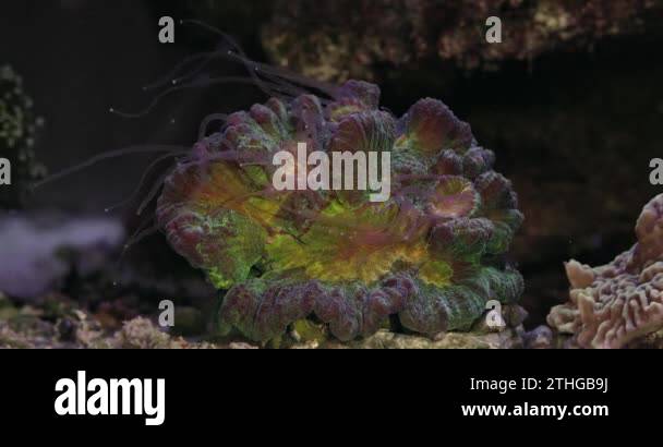 Beautiful pectinia lps coral in coral reef aquarium tank. Coral in ...
