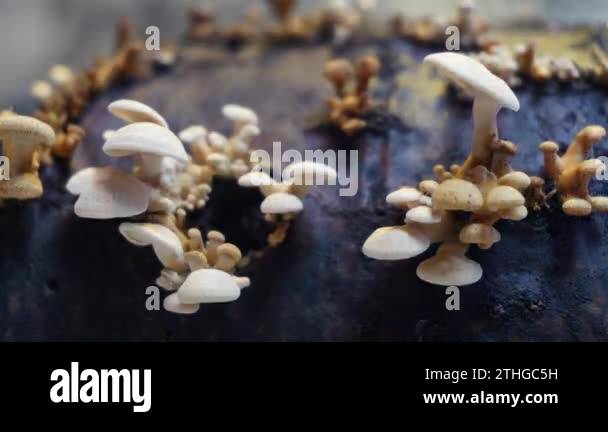 The bioluminescent fungus, Panellus Stipticus seen in daylight. Insects ...