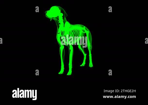 Abductor Digiti Longus muscle Dog muscle Anatomy For Medical Concept ...