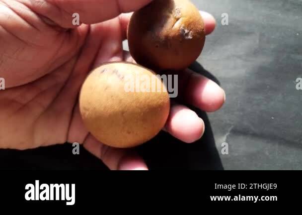 Manilkara zapota fruits. Its other names apodilla fruits, sapote ...