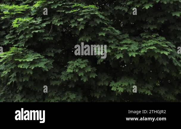 Leaves tree texture Stock Videos & Footage - HD and 4K Video Clips - Alamy